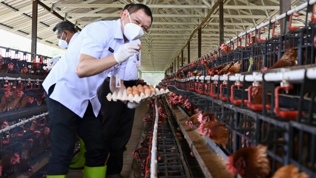 Pastikan Pengendalian Inflasi Lewat Produksi Telur Berjalan Lancar ...